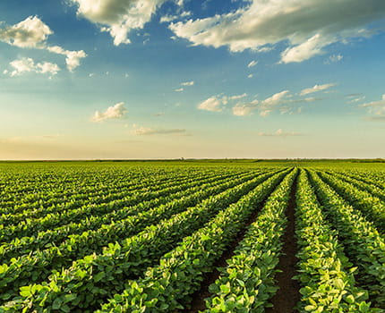 Bunge Reaches 100 Monitoring of its Indirect Soy Value Chain